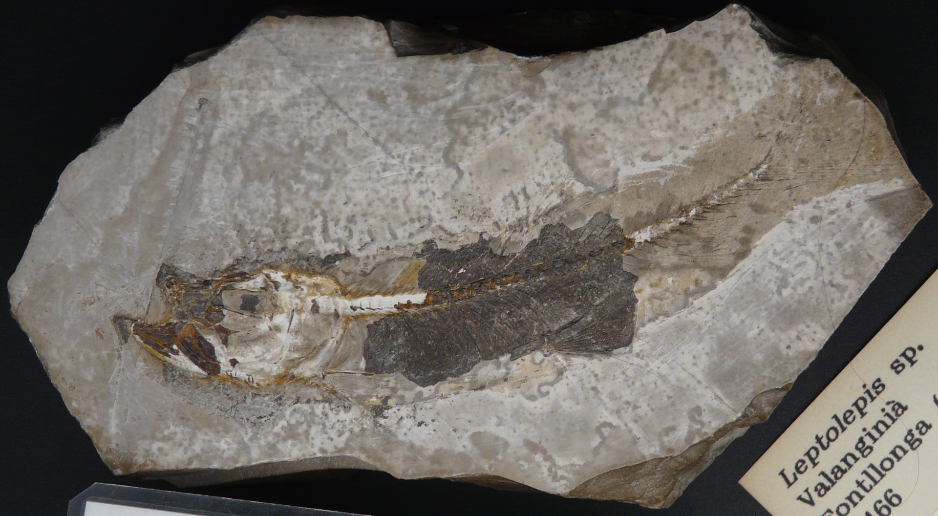 Leptolepis sp. - Pedrera de Meia - Geoparc Origens